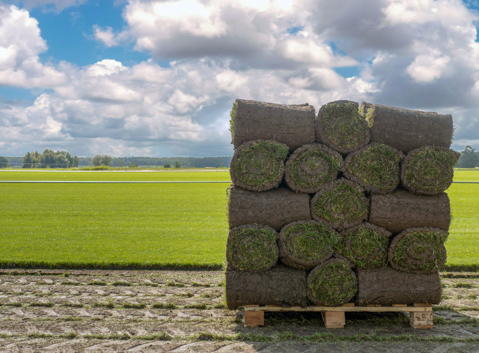 Sod for Golf Courses in Maryland - Lochland AG & Turf